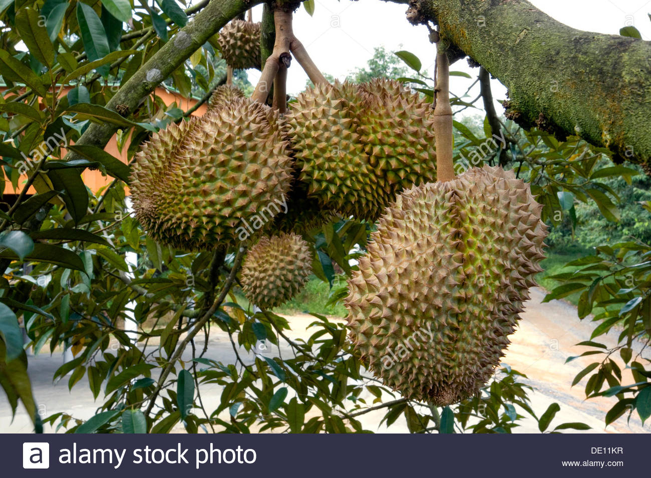 Durio Zibethinus High Resolution Stock Photography and Images - Alamy