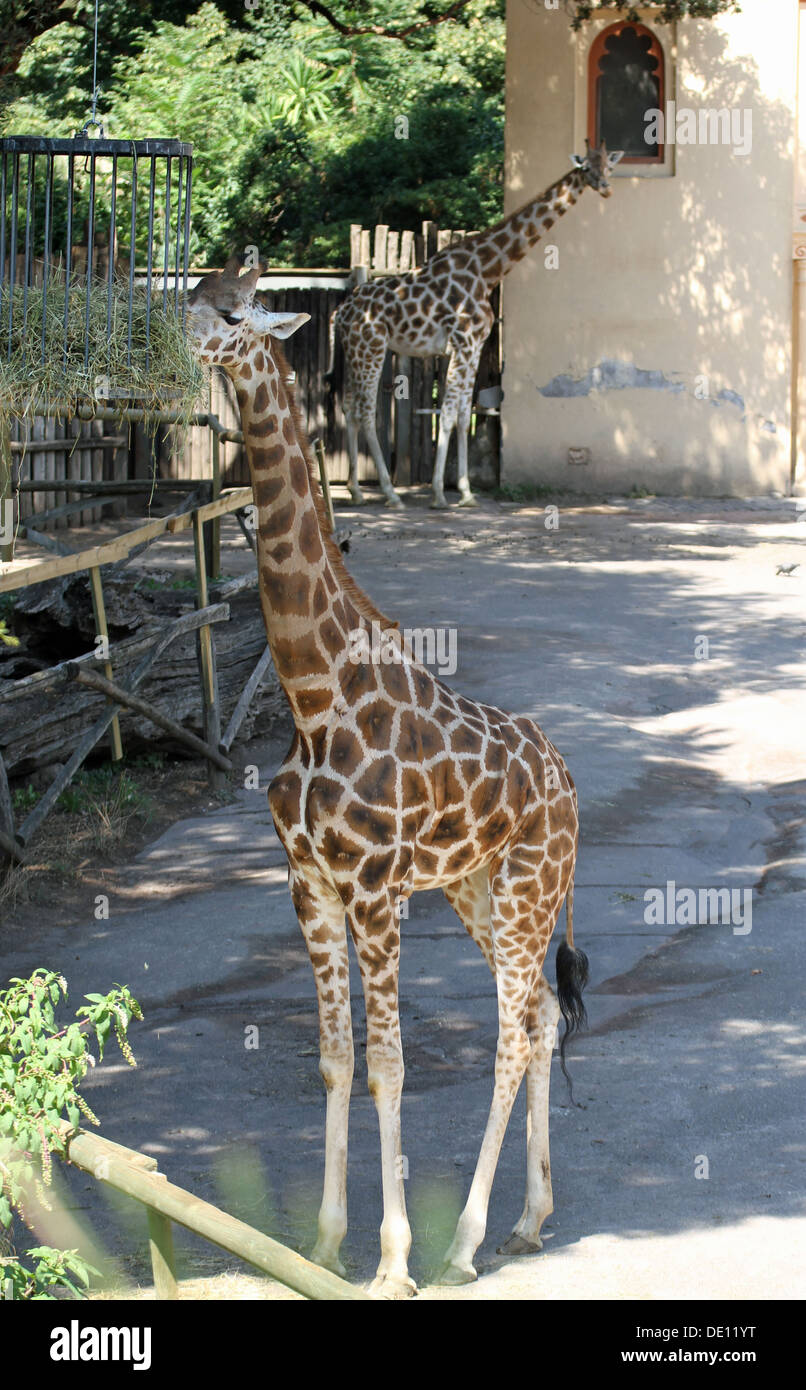 two big giraffes with long necks while they eat in a zoo Stock Photo ...