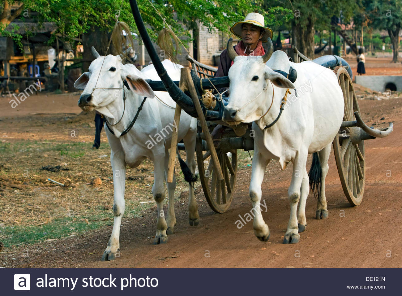 Cambodia Ox Cart High Resolution Stock Photography and Images - Alamy