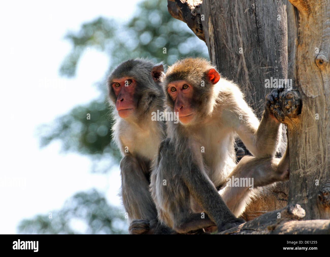 two Japanese macaques clinging to a tree branch in the Savannah Stock ...