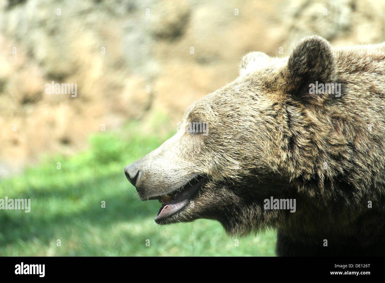 brown bear while resting in the midst of his natural habitat in the ...