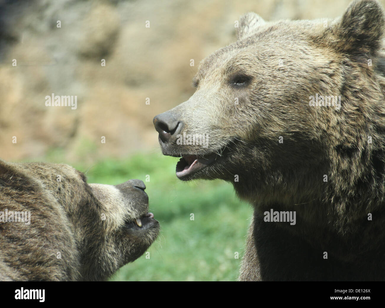 two cute bears while playing merrily as brothers Stock Photo - Alamy