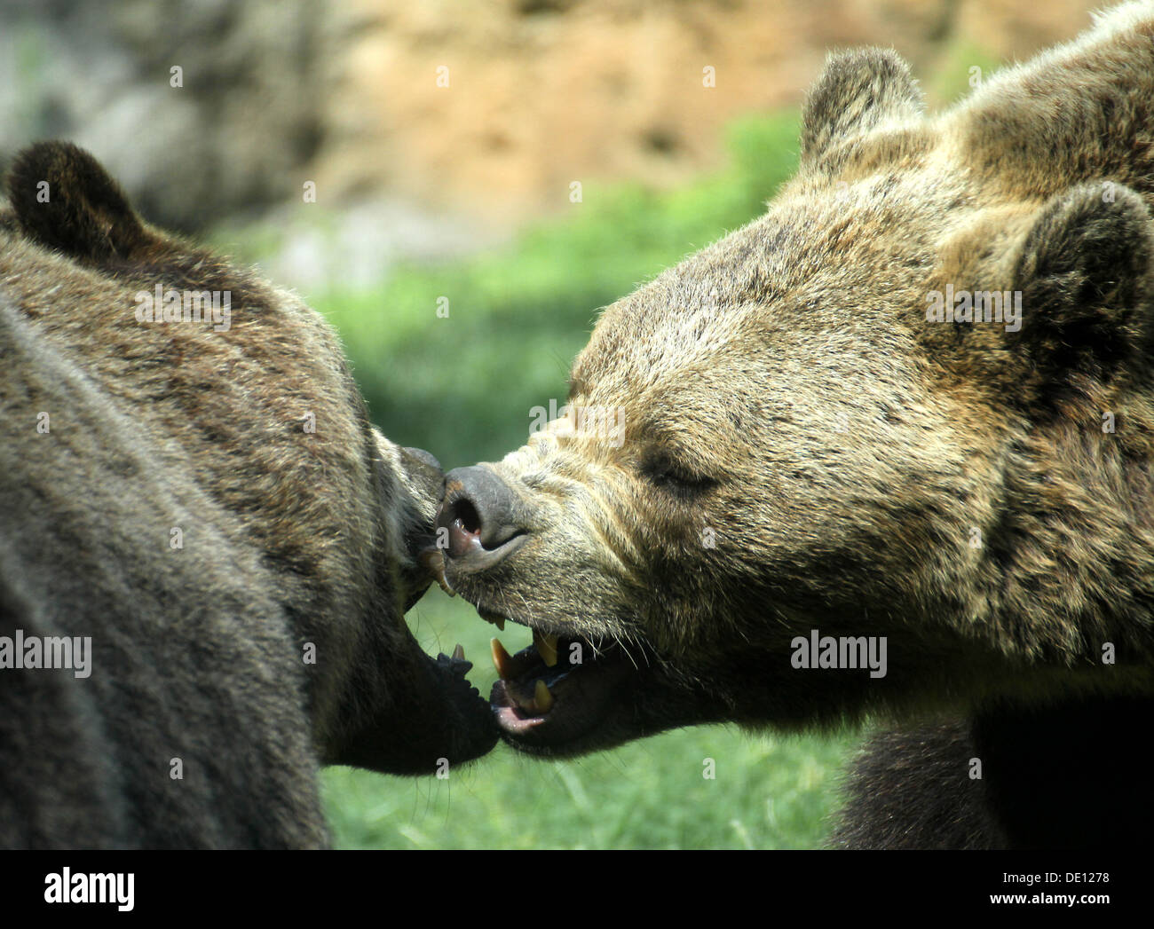 two ferocious bears struggle with powerful shots and open jaws bites ...