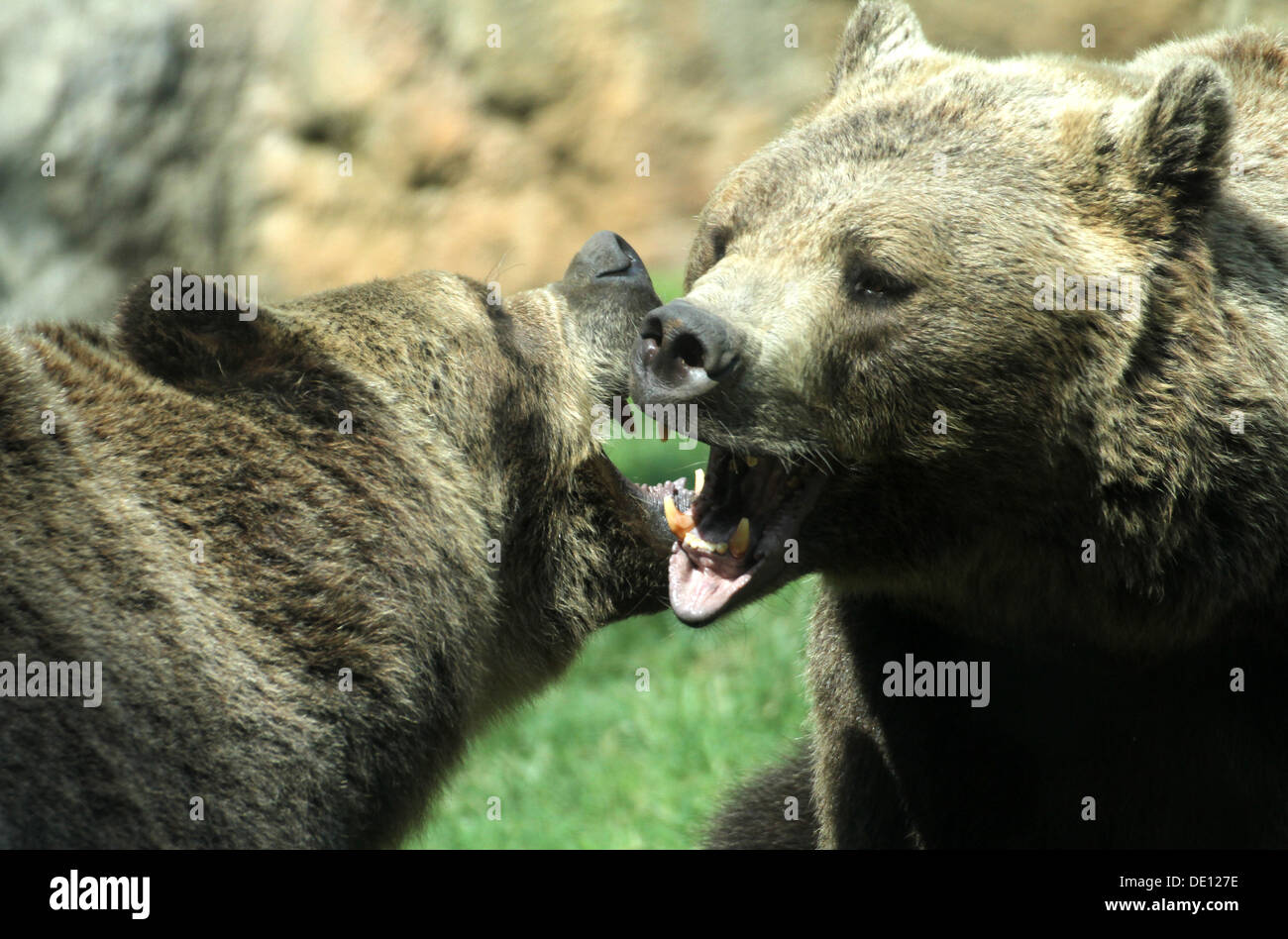 two ferocious bears struggle with powerful shots and open jaws bites ...
