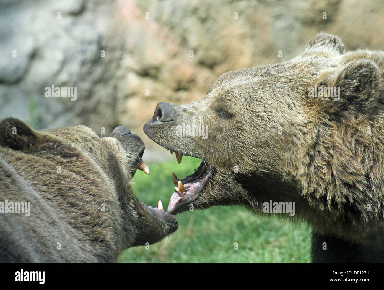 Bear teeth attack hi-res stock photography and images - Alamy
