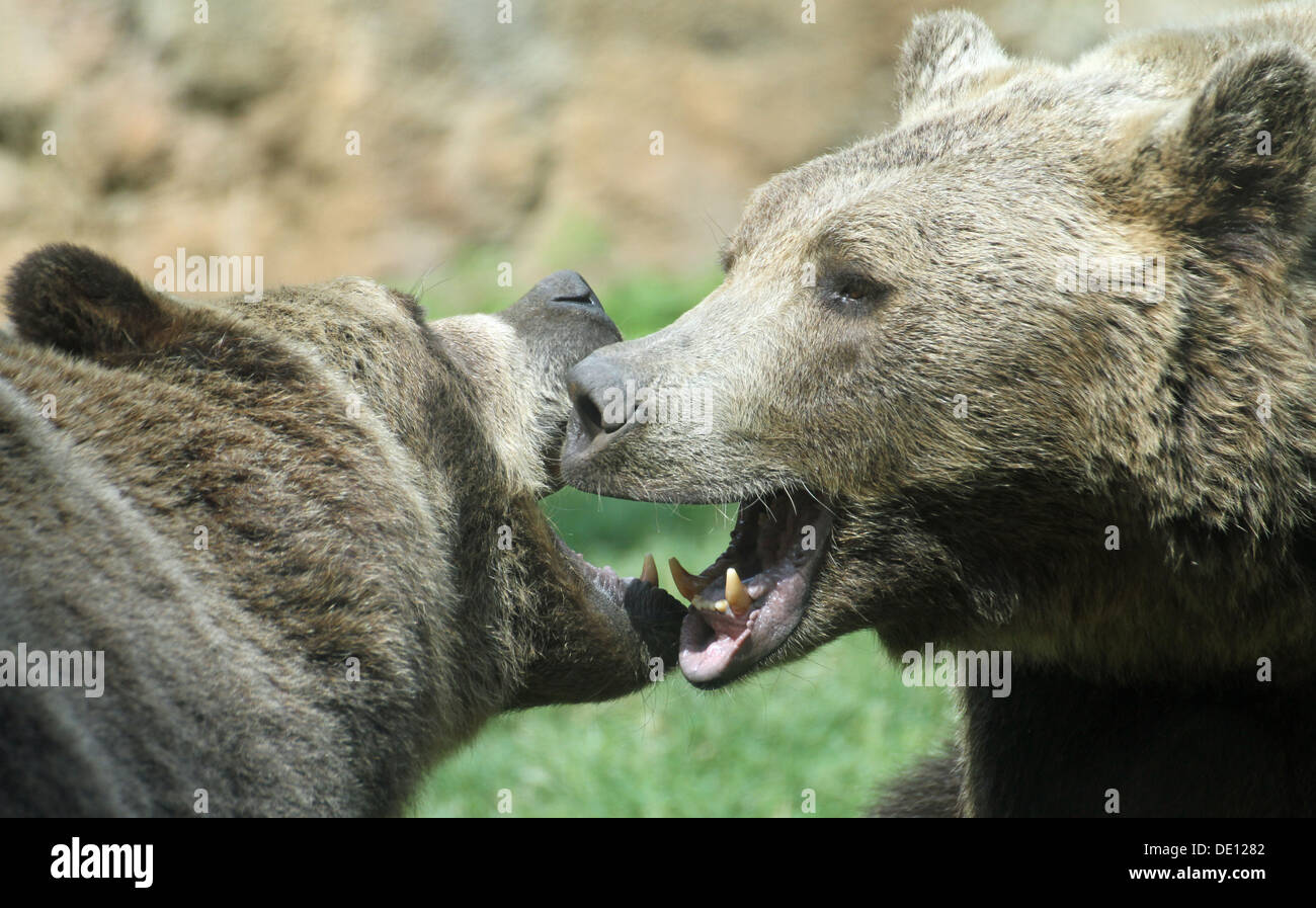 two ferocious bears struggle with powerful shots and open jaws bites ...