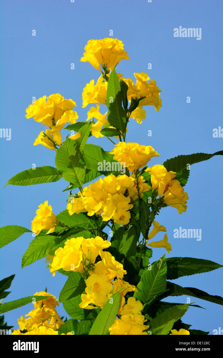 Yellow jacaranda hi-res stock photography and images - Alamy