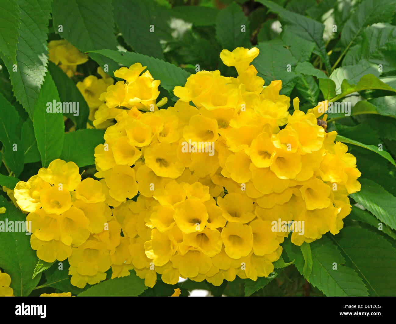 Yellow jacaranda hi-res stock photography and images - Alamy