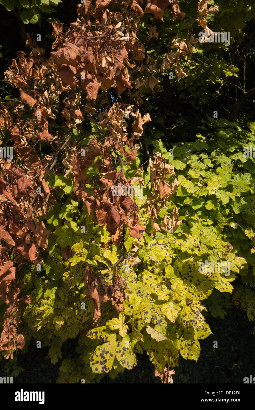 Sycamore tree with black tar spot disease acer pseudoplatanus Stock ...