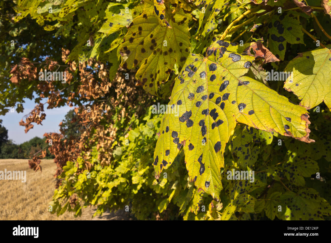 Acer Pseudoplatanus Tar Spot Stock Photos & Acer Pseudoplatanus Tar ...