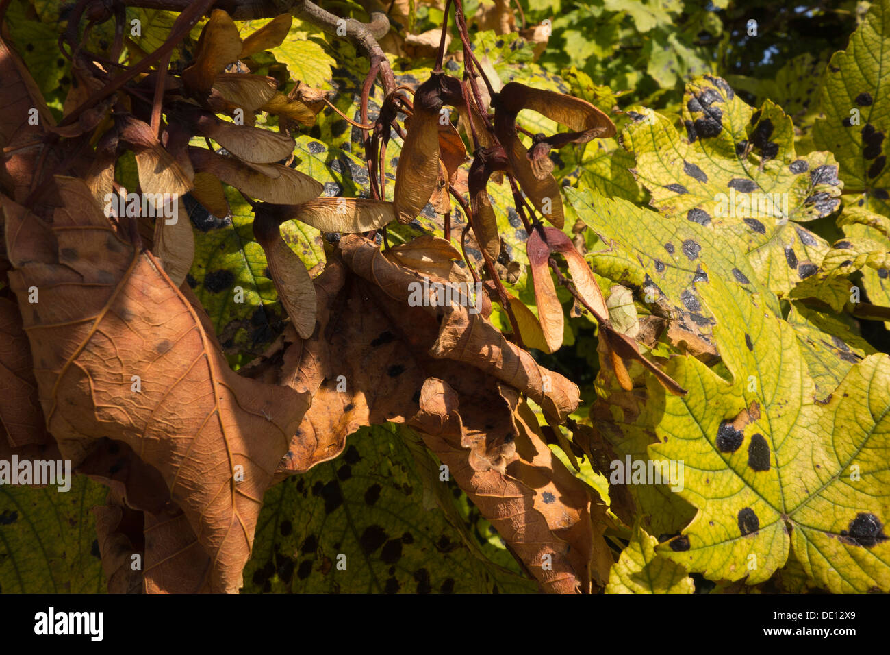 Sycamore tree with black tar spot disease acer pseudoplatanus Stock ...