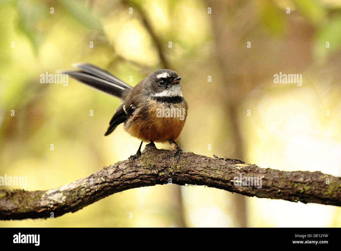 Fantail bird hi-res stock photography and images - Alamy