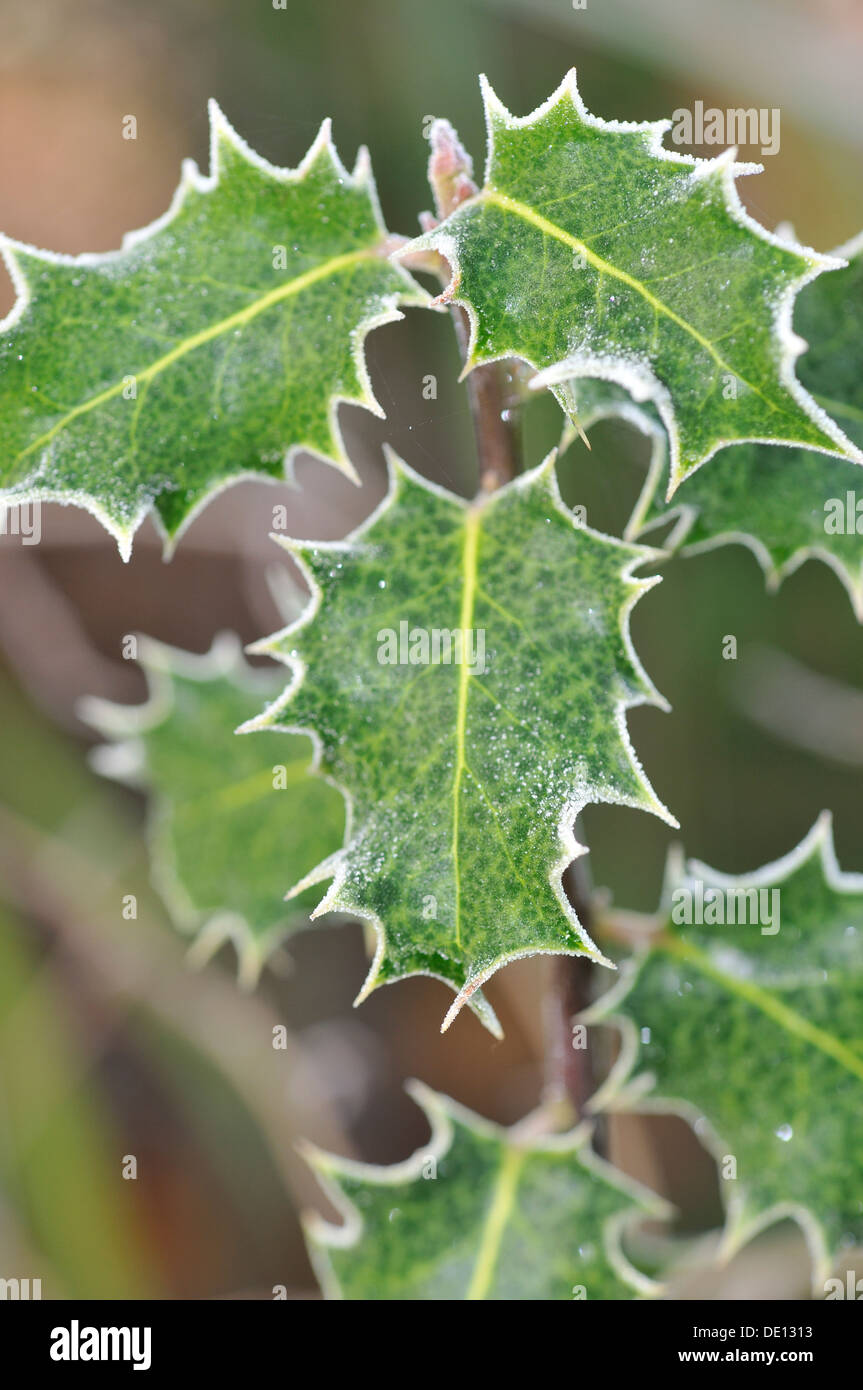Frozen holly hi-res stock photography and images - Alamy