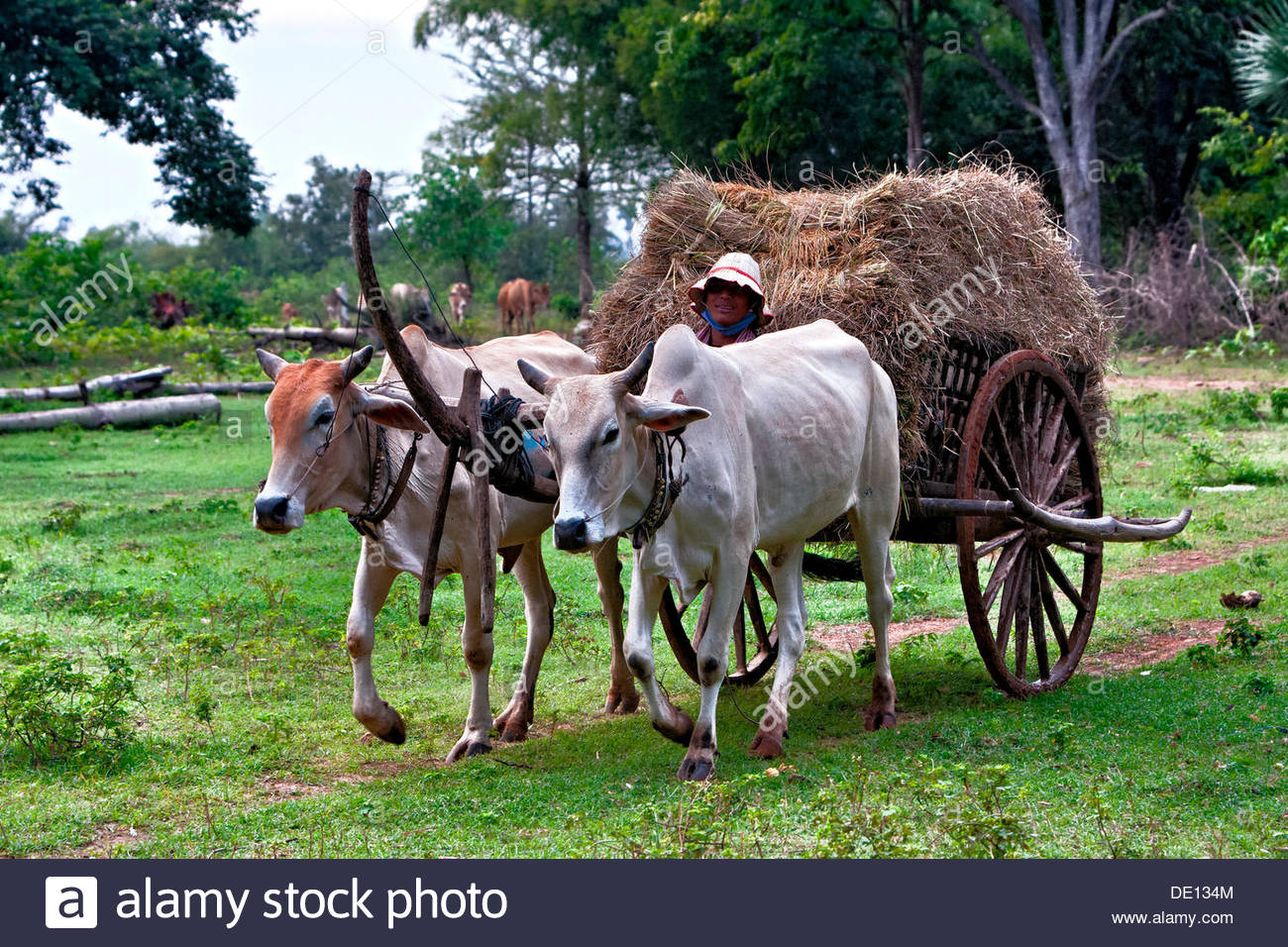 Cambodia Ox Cart High Resolution Stock Photography and Images - Alamy