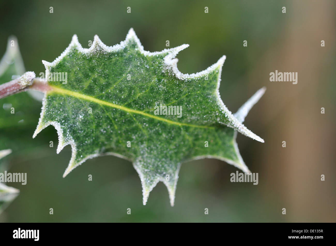 Frozen holly hi-res stock photography and images - Alamy