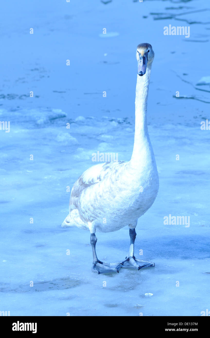 Swan on ice Stock Photo - Alamy