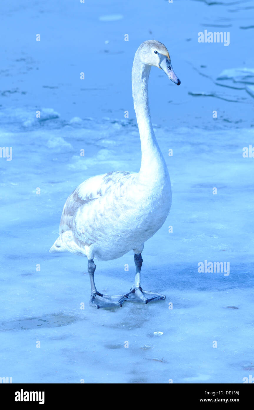 Cygnet swan on ice hi-res stock photography and images - Alamy