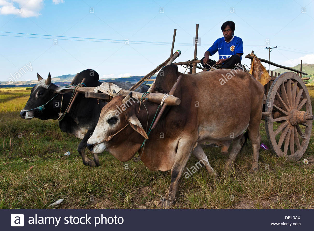 Ox Drawn Cart Stock Photos & Ox Drawn Cart Stock Images - Alamy
