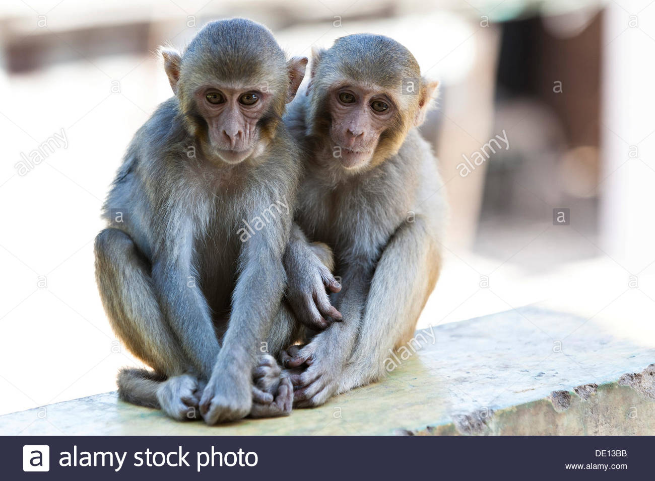 Cynomolgus Macaque Stock Photos & Cynomolgus Macaque Stock Images - Alamy