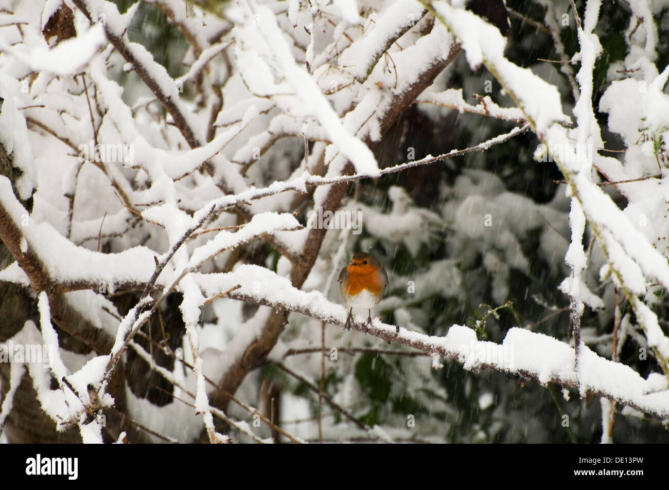 English robin in winter hi-res stock photography and images - Alamy