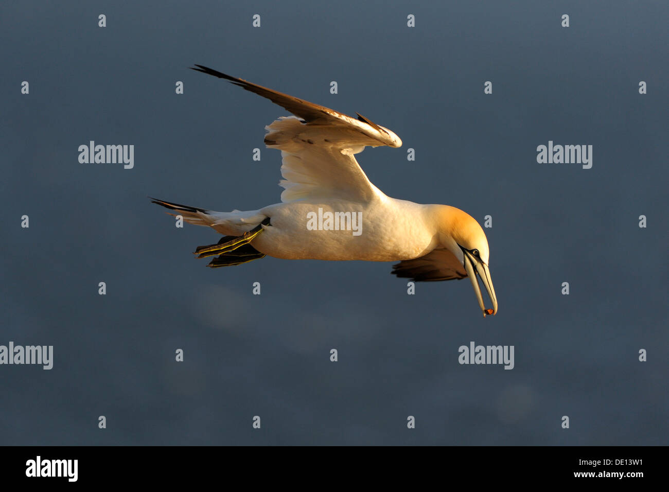 Northern Gannet (Sula bassana) in flight with a courting gift in its ...