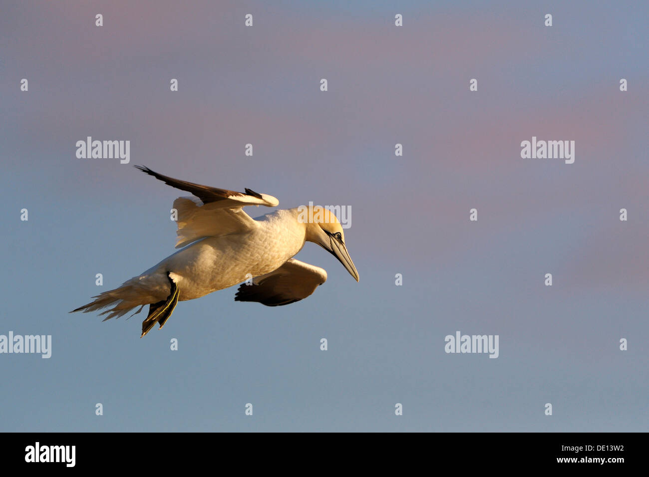 Northern Gannet (Sula bassana) in flight with red clouds, sunset, North ...
