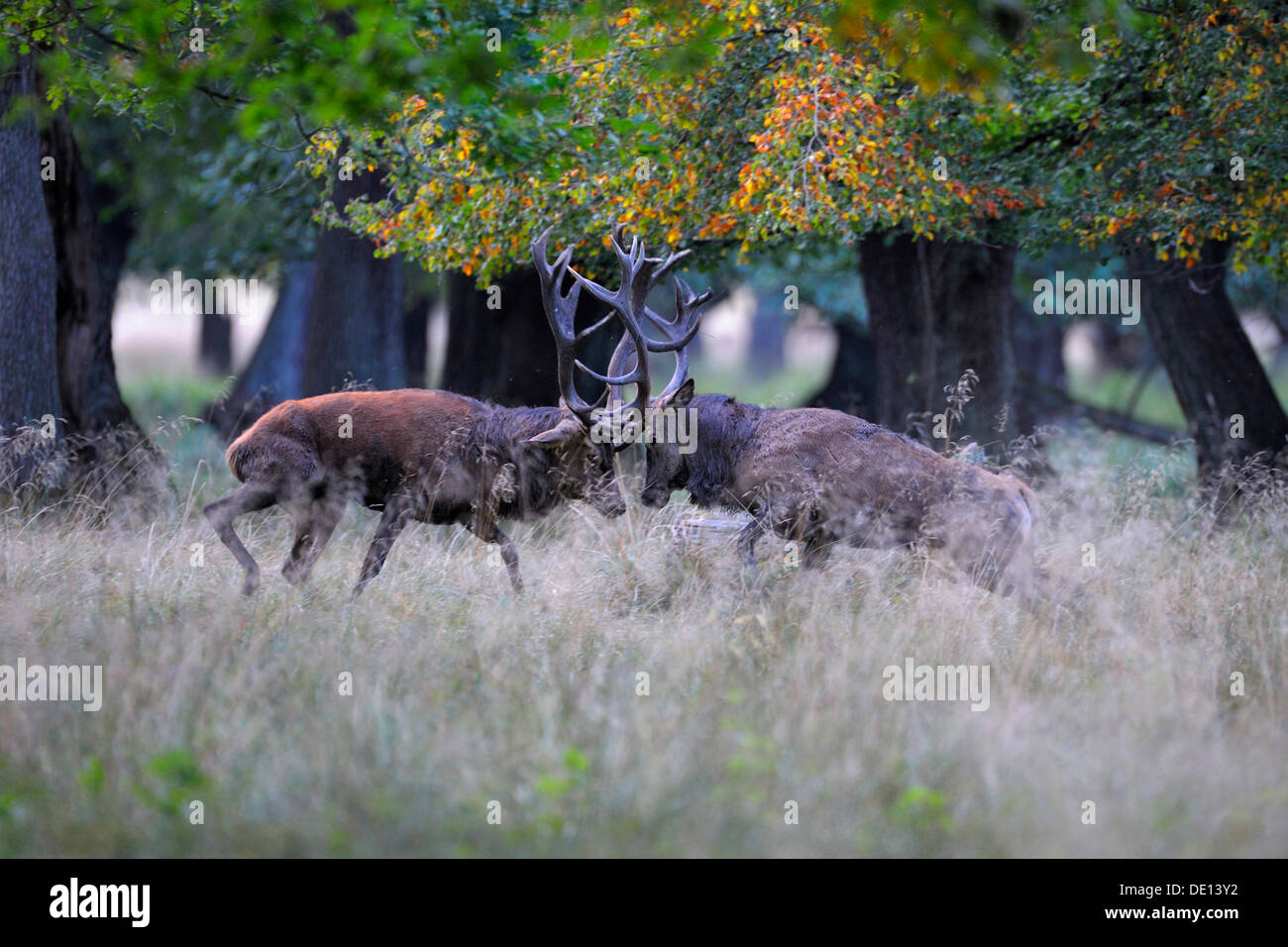 Red deer cervus elaphus stags fighting hi-res stock photography and ...