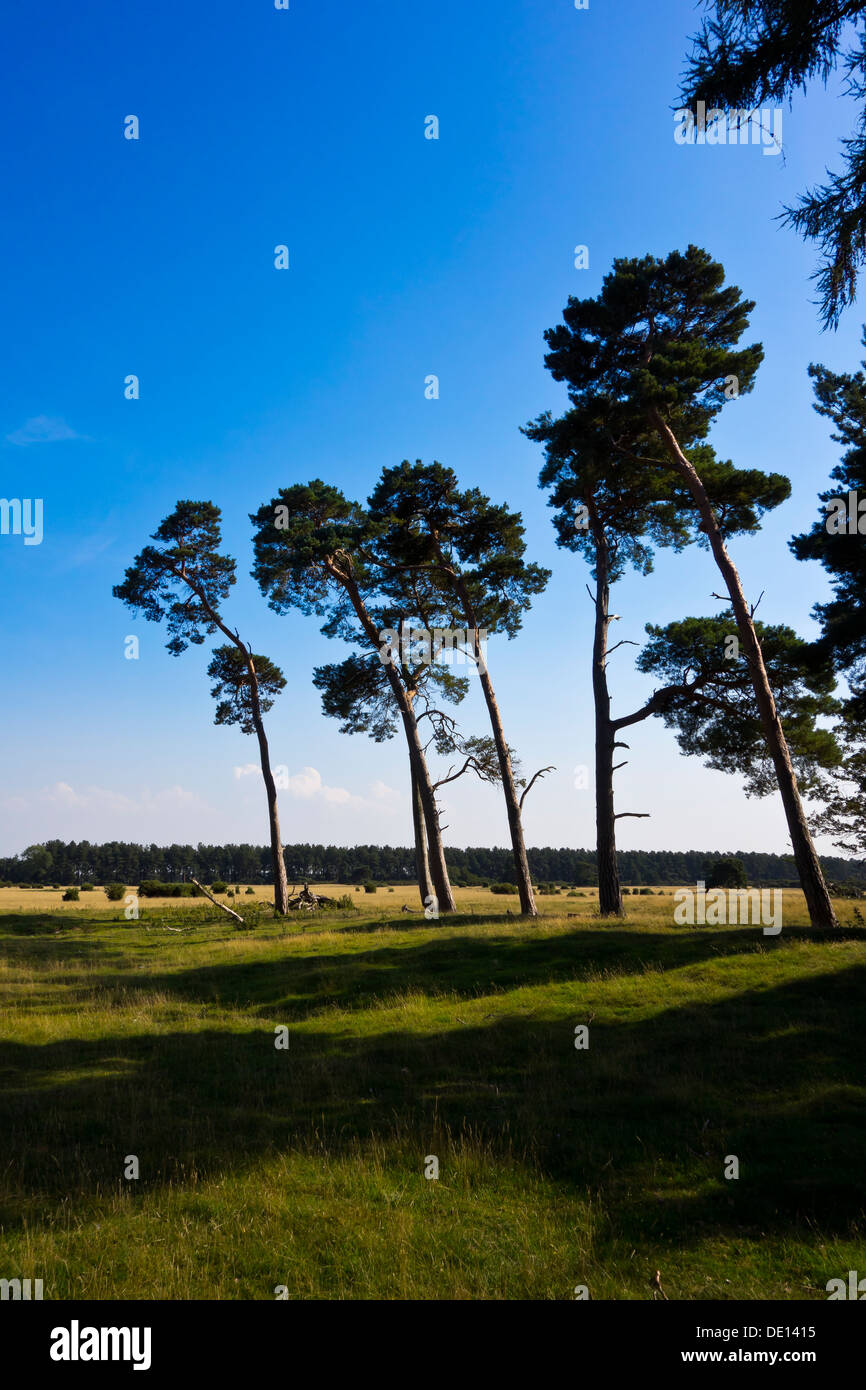 Breckland scots pine hi-res stock photography and images - Alamy