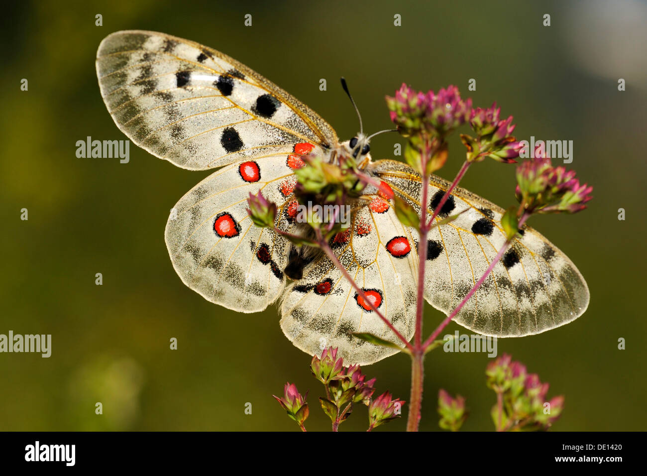 Butterfly types hi-res stock photography and images - Alamy