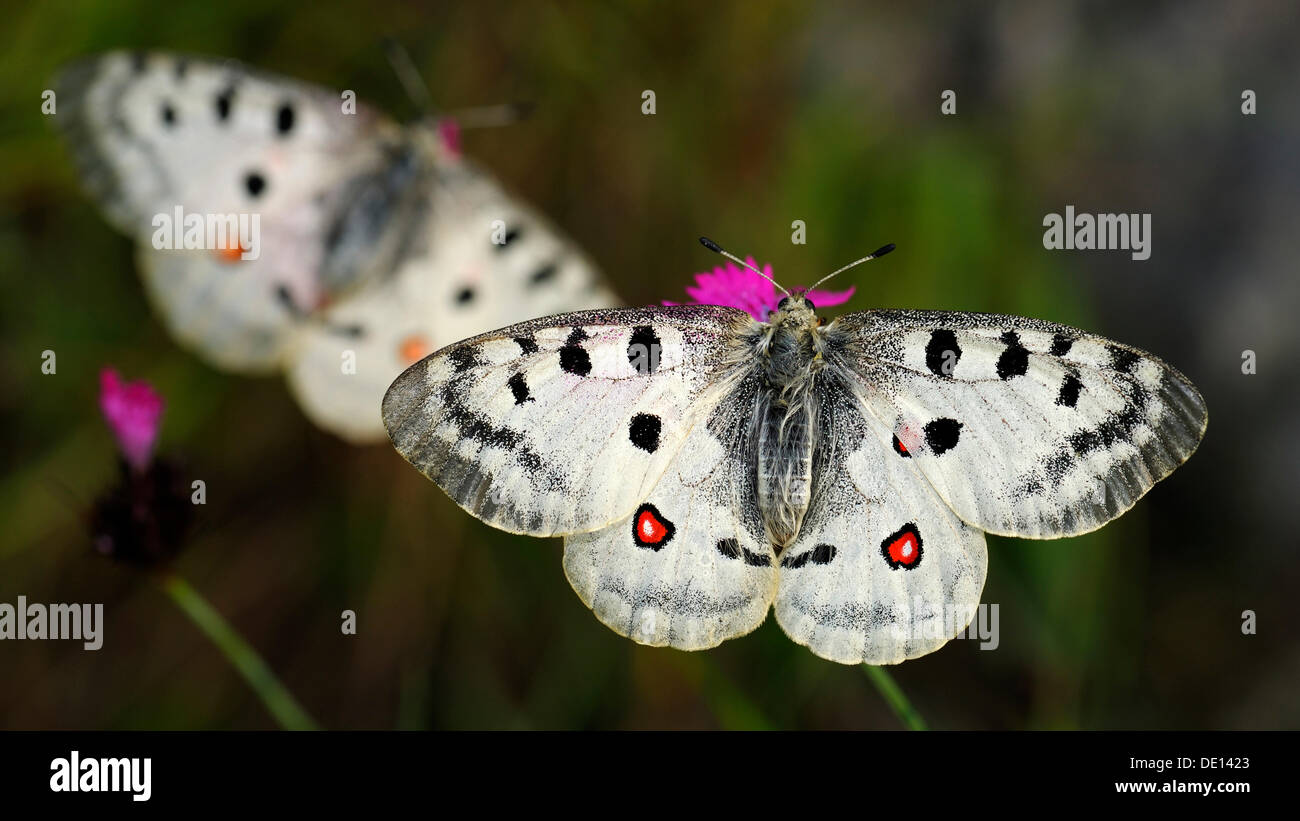 Butterfly types hi-res stock photography and images - Alamy