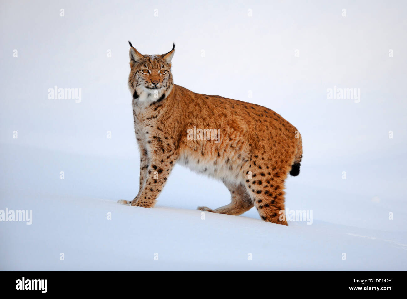 Eurasian lynx (Lynx lynx), in deep snow at dusk, wildlife park ...