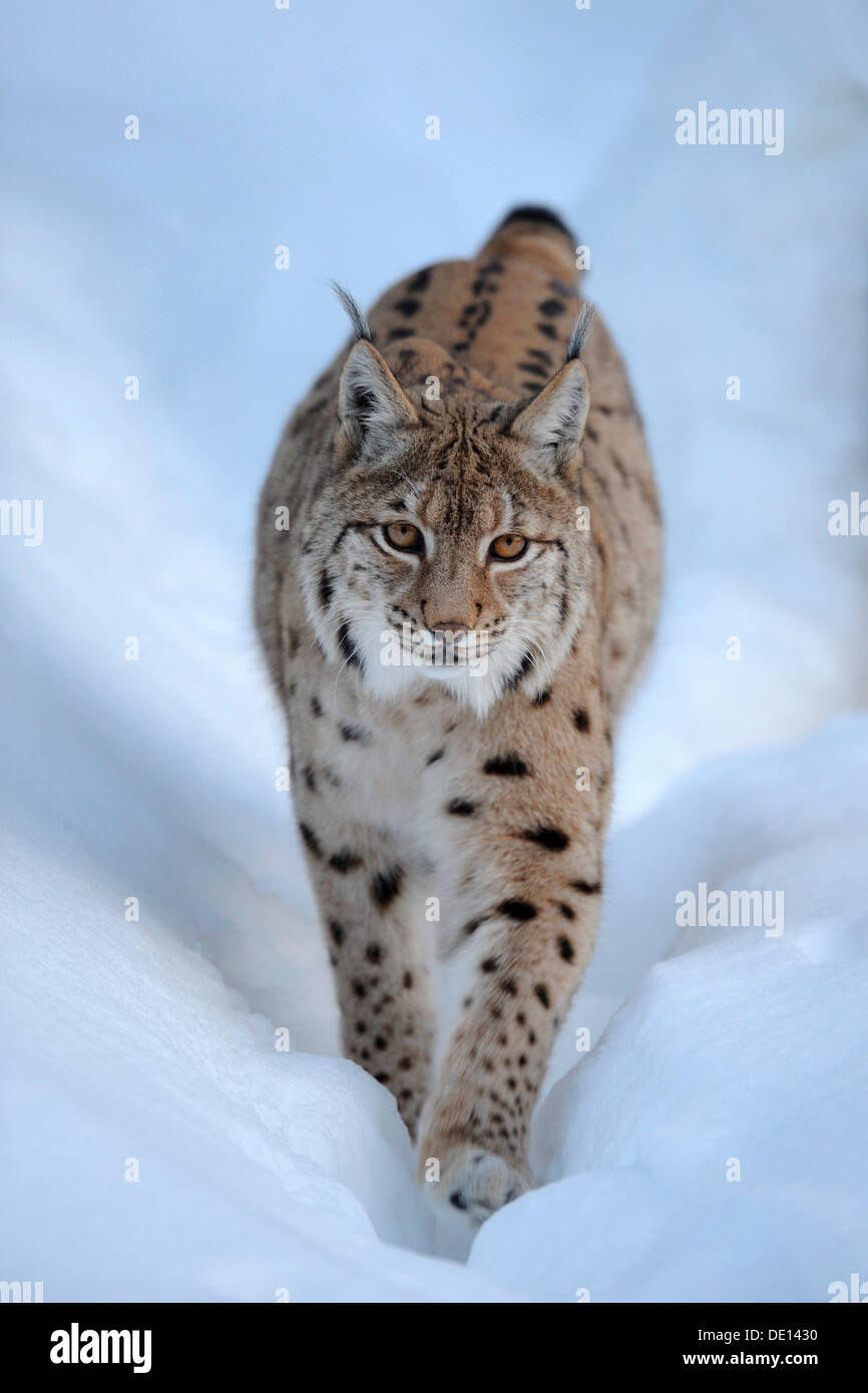Running lynx hi-res stock photography and images - Alamy