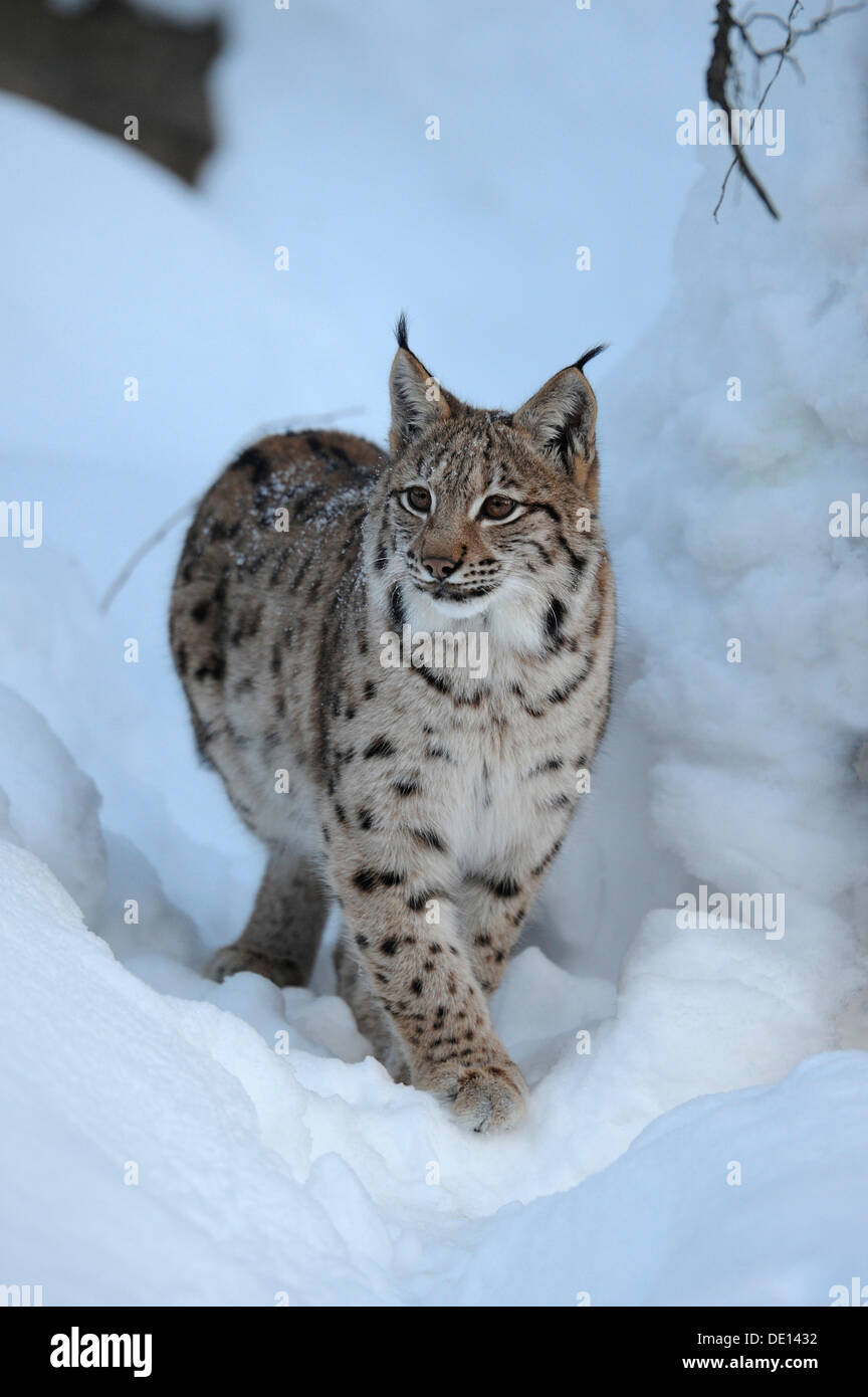 Eurasian Lynx (Lynx lynx), cub, running through deep snow, compound ...