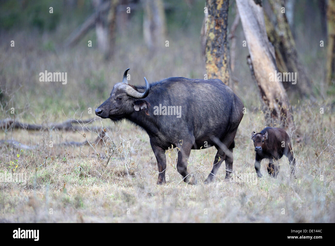 African buffalo syncerus cow calf hi-res stock photography and images ...