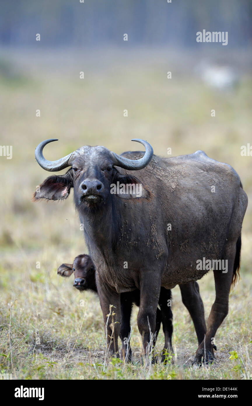 African buffalo syncerus cow calf hi-res stock photography and images ...