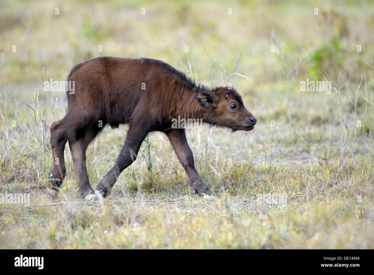 African buffalo (Syncerus caffer), newborn calf, Lake Nakuru National ...