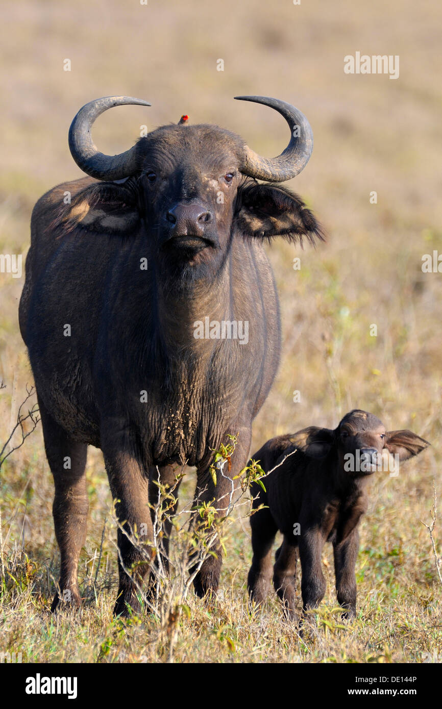 Buffalo cow hi-res stock photography and images - Alamy