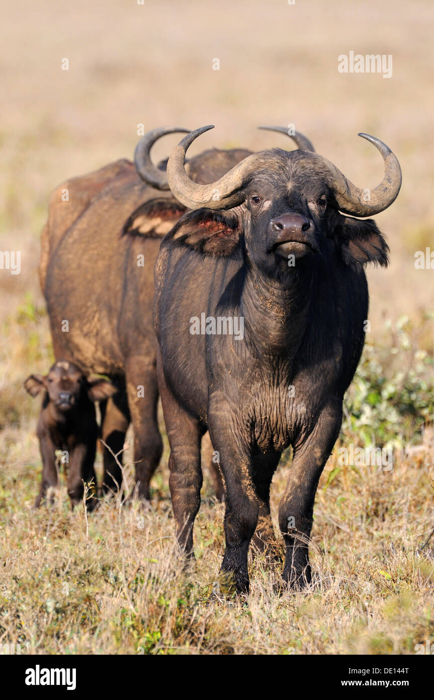 Cow buffalo hi-res stock photography and images - Alamy
