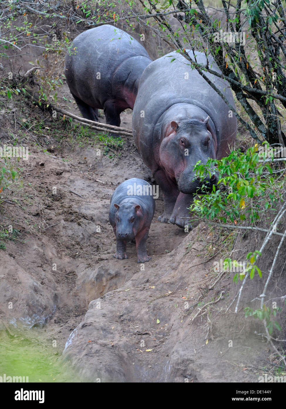 Hippopotamus (Hippopotamus amphibius), cow with newborn calf, Masai ...