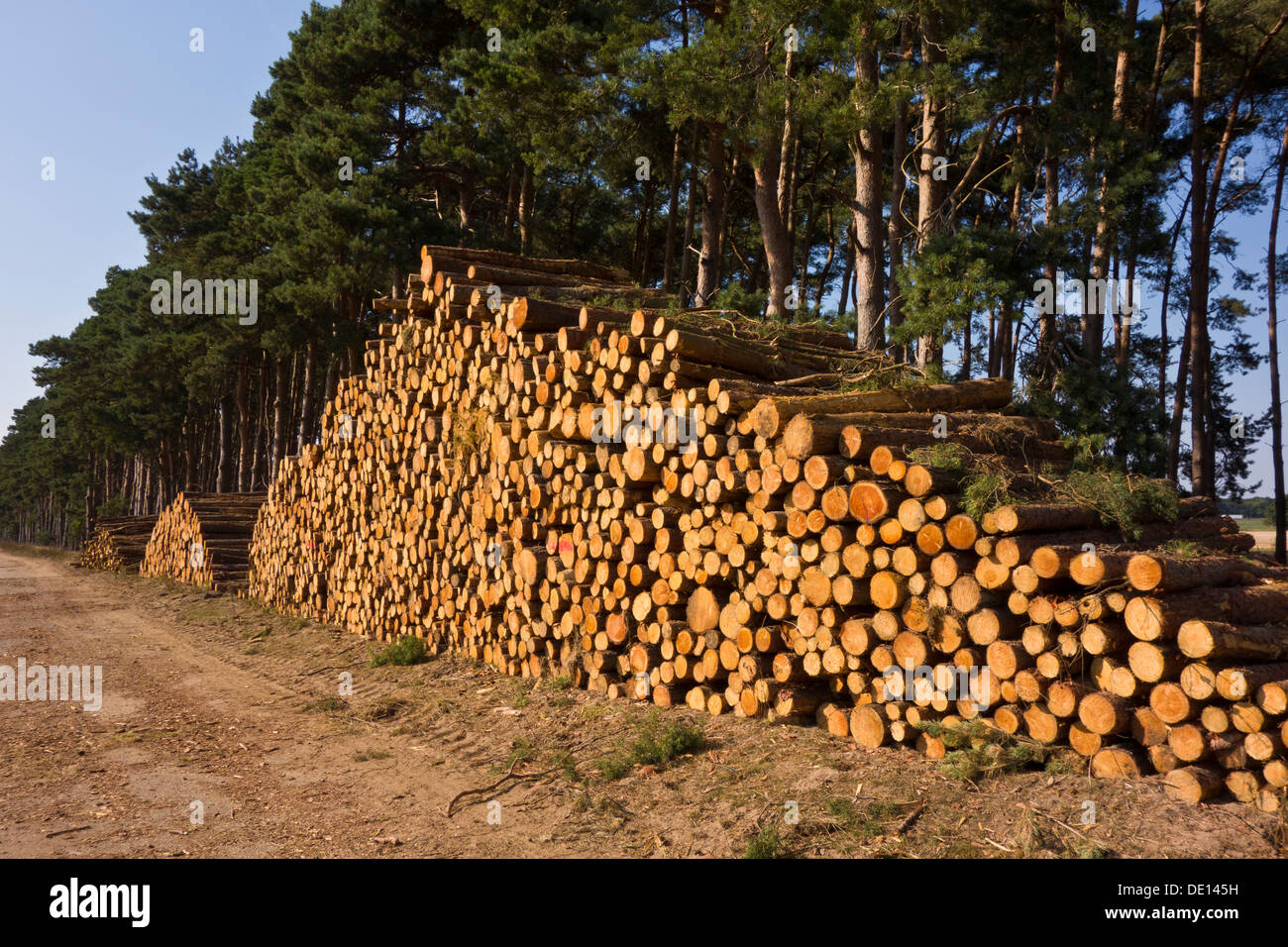 timber logs Thetford forest Stock Photo - Alamy