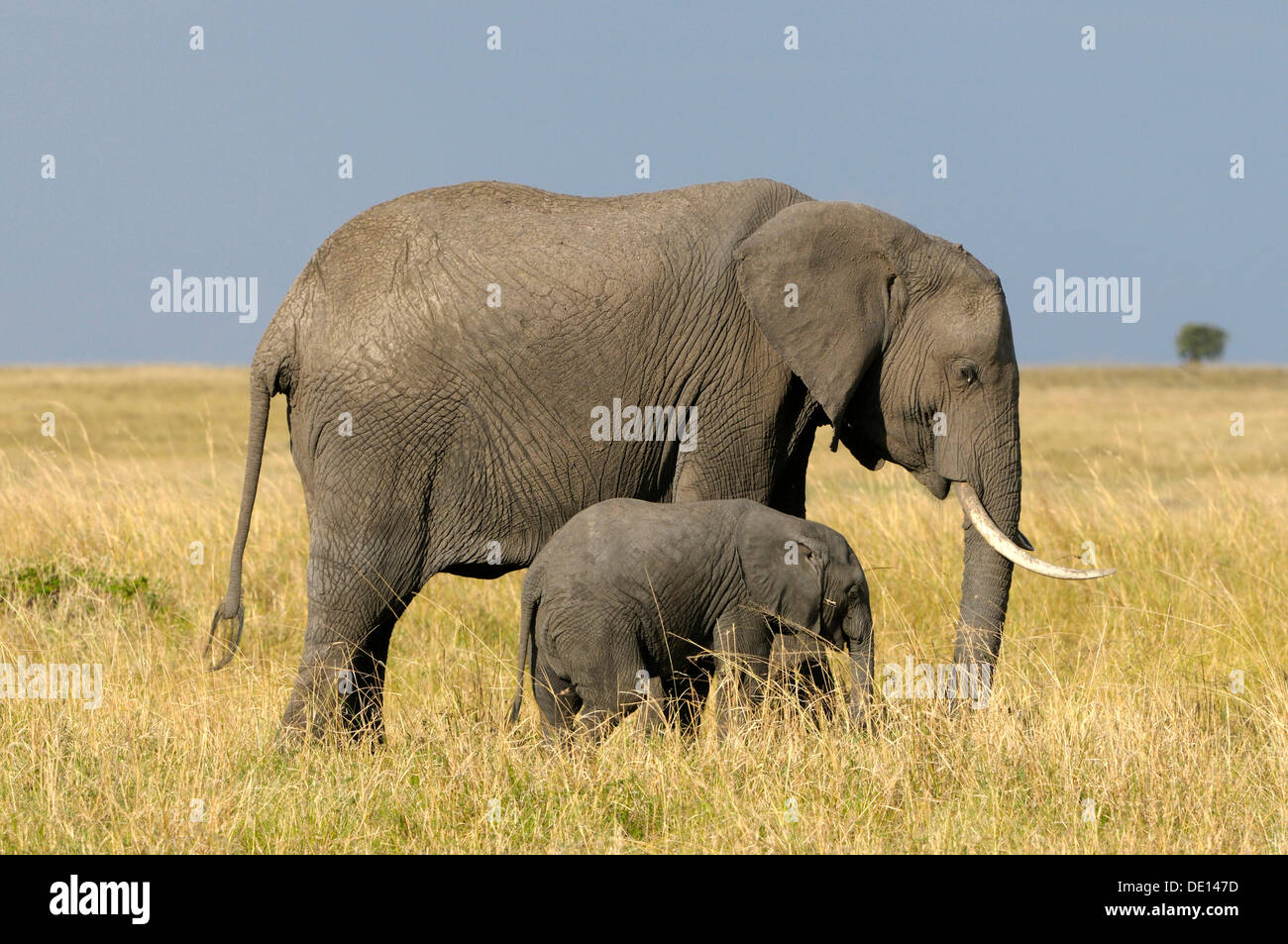 African Bush Elephant (Loxodonta africana), cow and calf in the ...