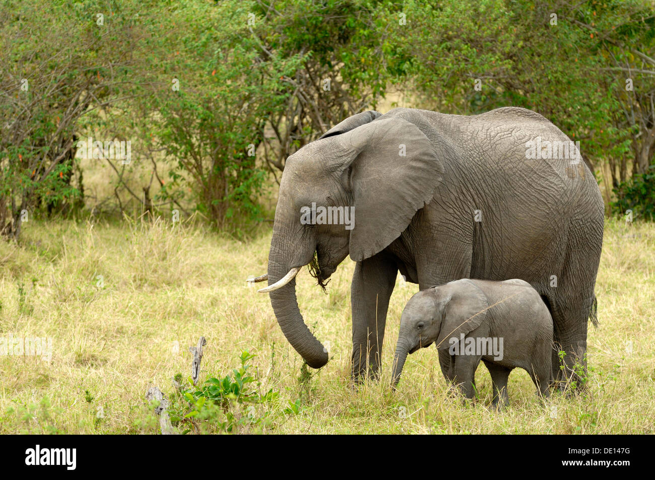 African Bush Elephant (Loxodonta africana), cow with newborn calf ...