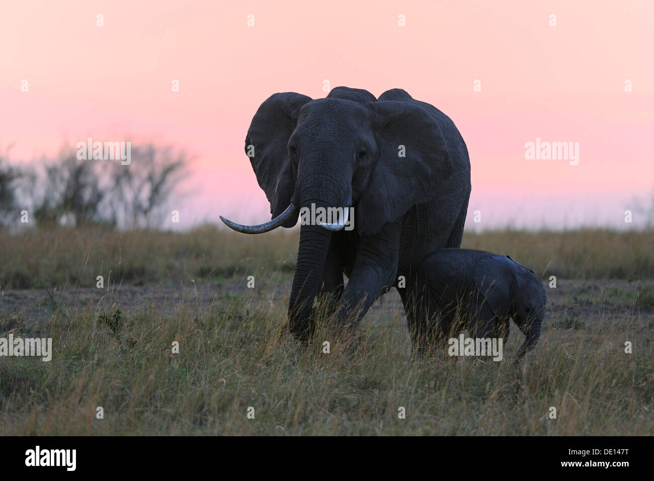 African elephant cow calf hi-res stock photography and images - Alamy