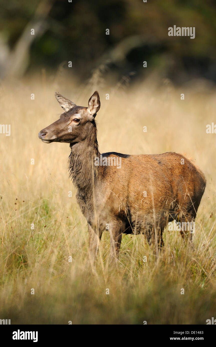 Doe photos hi-res stock photography and images - Alamy