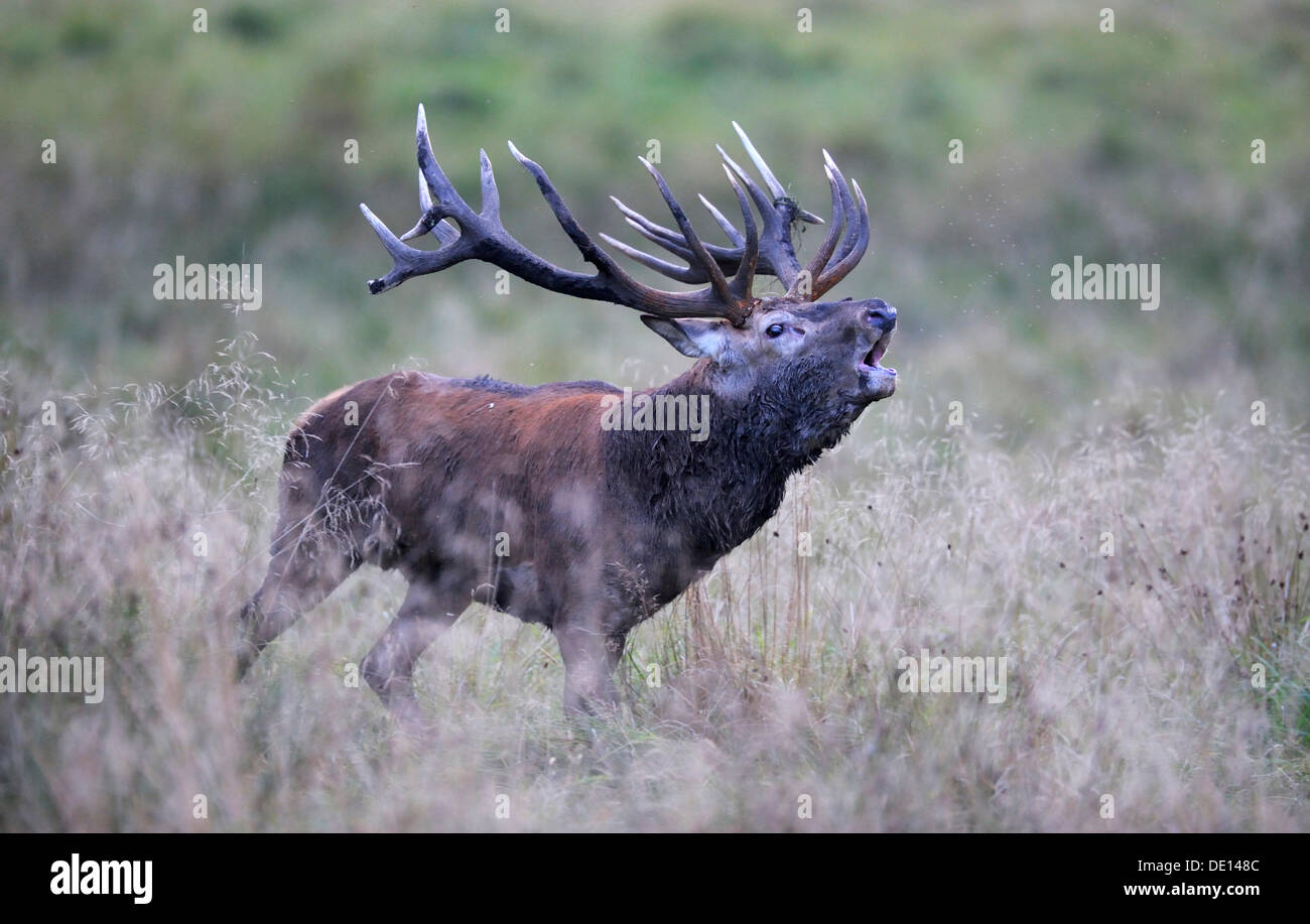 Red deer (Cervus elaphus), royal stag, rutting stag, old bull, roaring ...