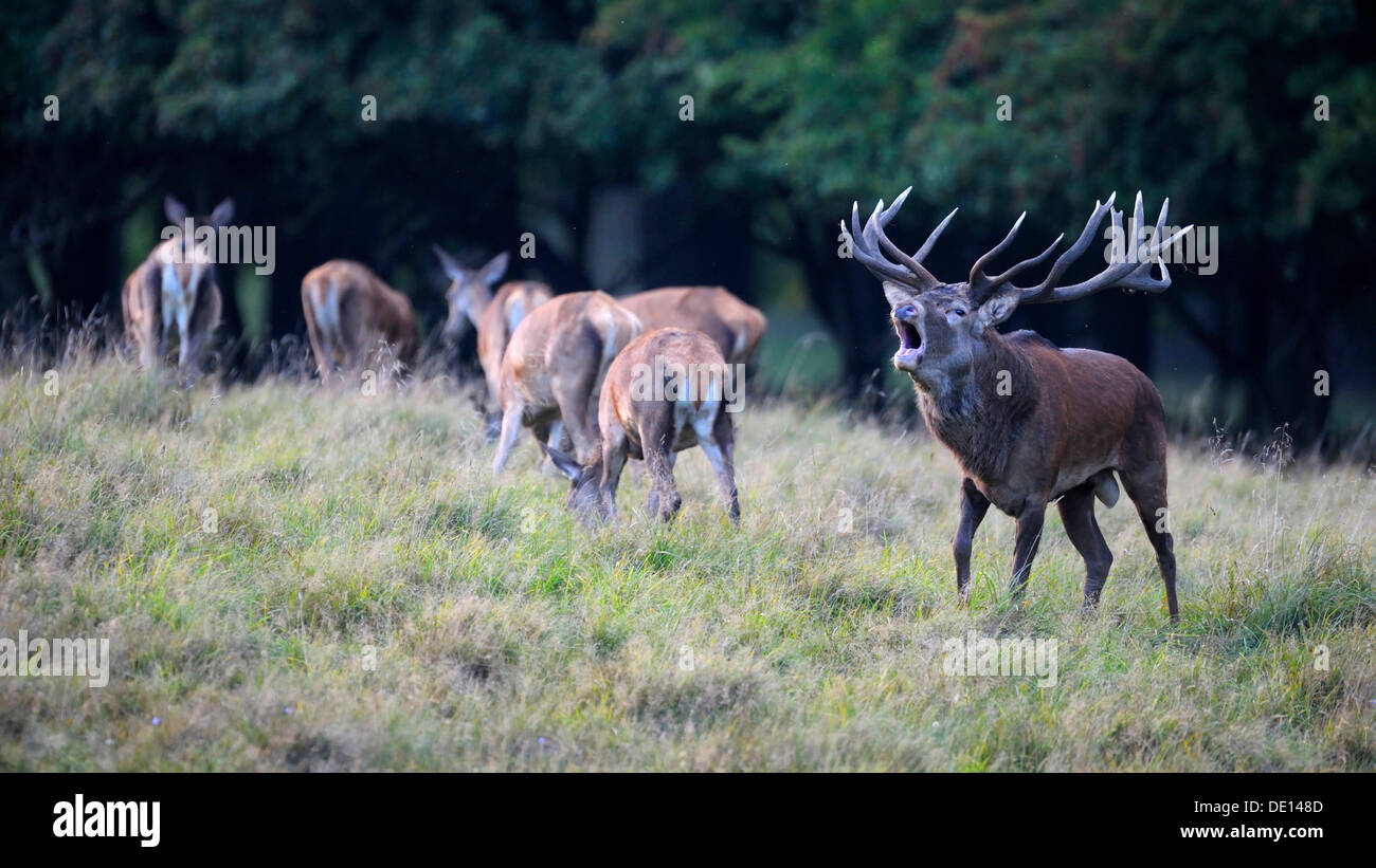 Bellowing bull hi-res stock photography and images - Alamy