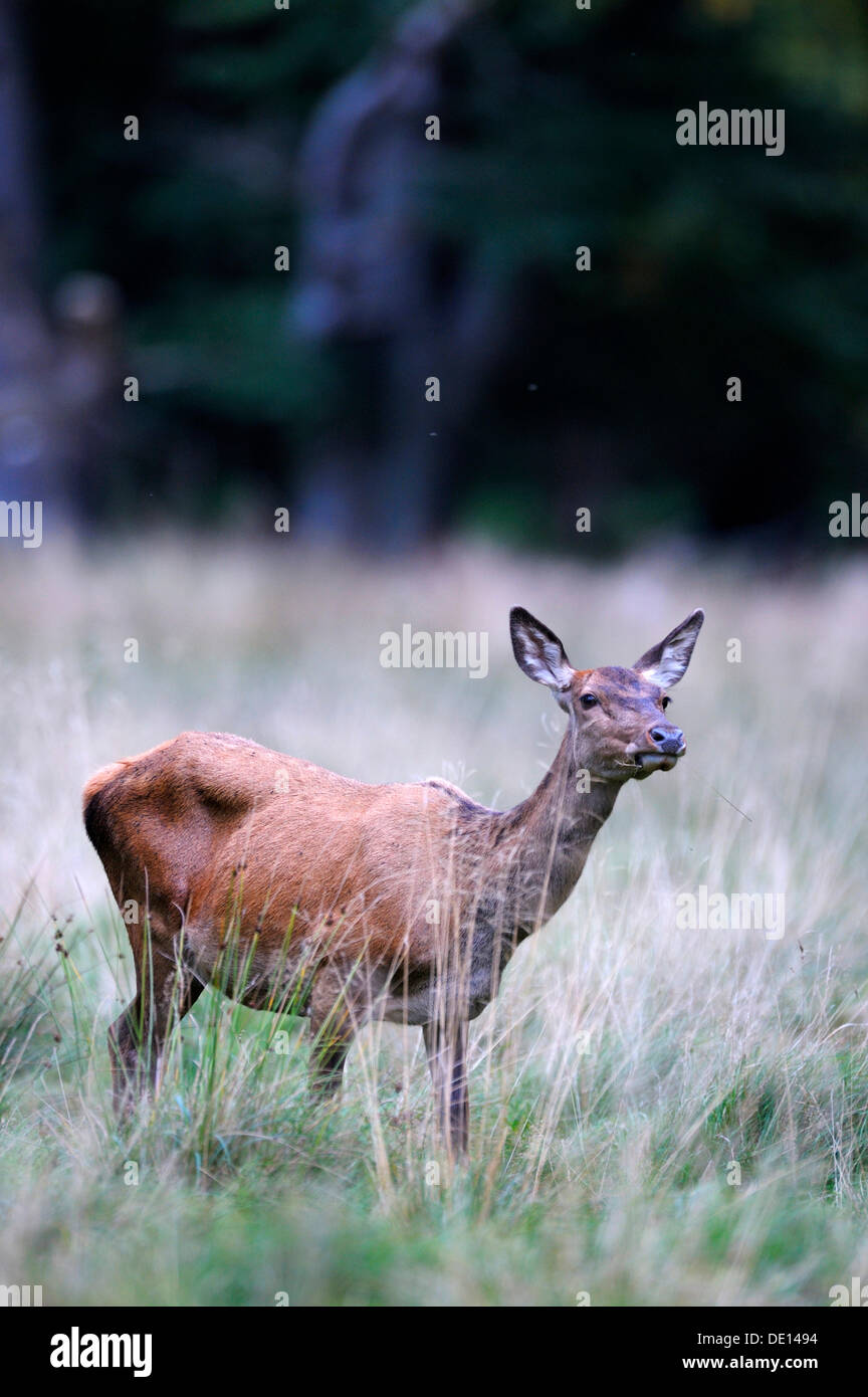 Danish red deer hi-res stock photography and images - Alamy