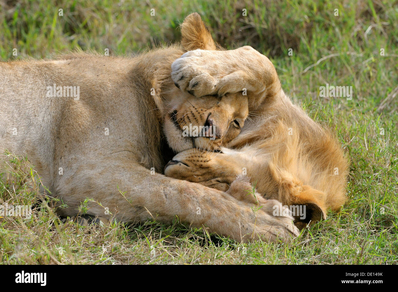 Wild Animals Cuddling