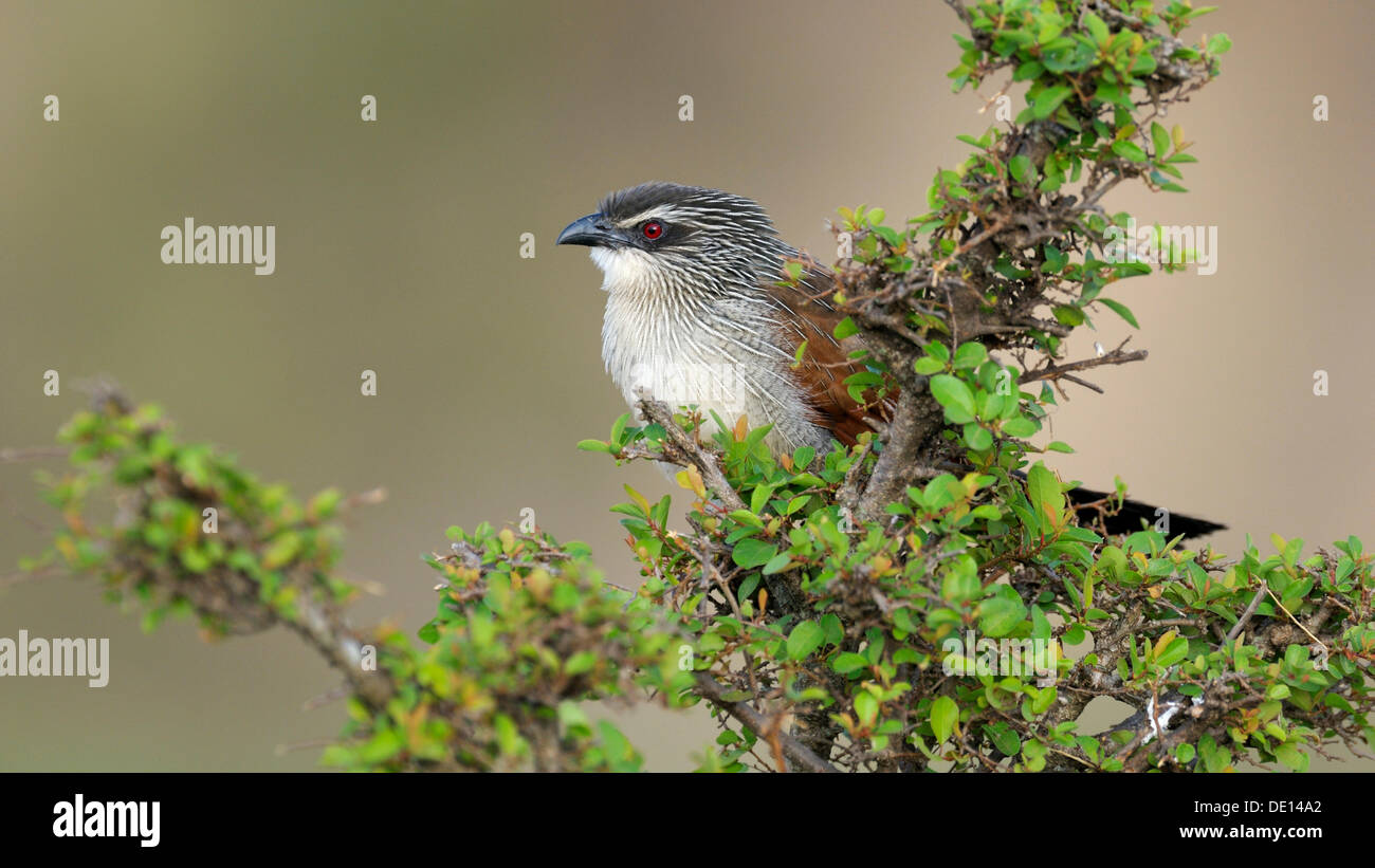 White Brewing cuckoo (Centropus superciliosus), perched, Masai Mara ...