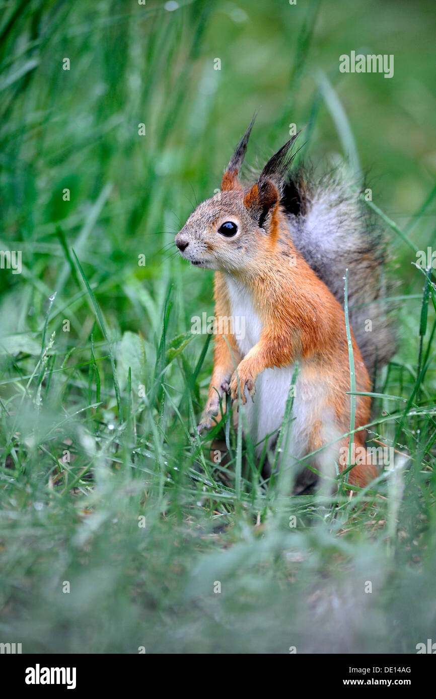 European squirrel (Sciurus vulgaris), Karelia, Eastern Finland, Finland ...
